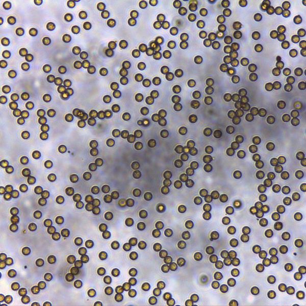 Quality 5μm Streptavidin Magnetic Beads For Probe Capture 10 mg / mL 100 mL for sale