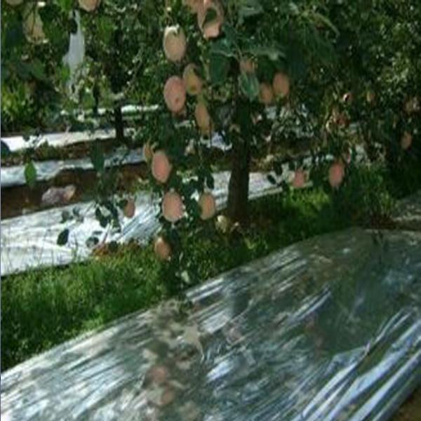 Quality 10um Lightweight Shrink Agricultural Moisture Proof Metalized CPP Film for sale
