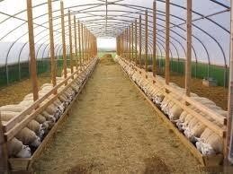 Quality Hot-dip Galvanized Steel Poultry Film Tunnel Greenhouse Waterproof Sheep for sale