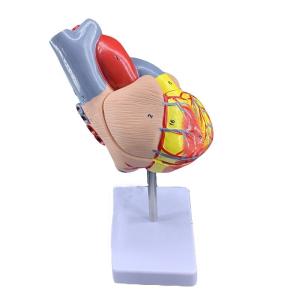 china Life Size 2 Parts Medical Anatomy Human Body Parts Heart Model for Demonstration