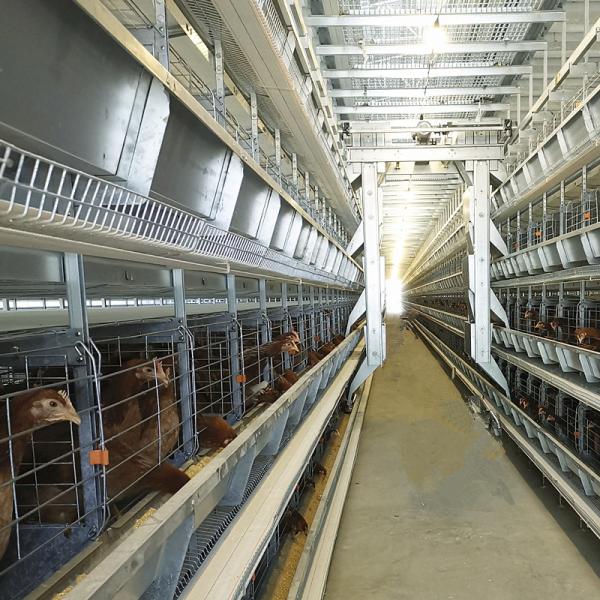 Quality Automatic Poultry Feeding System Chicken Cage Feeder for sale