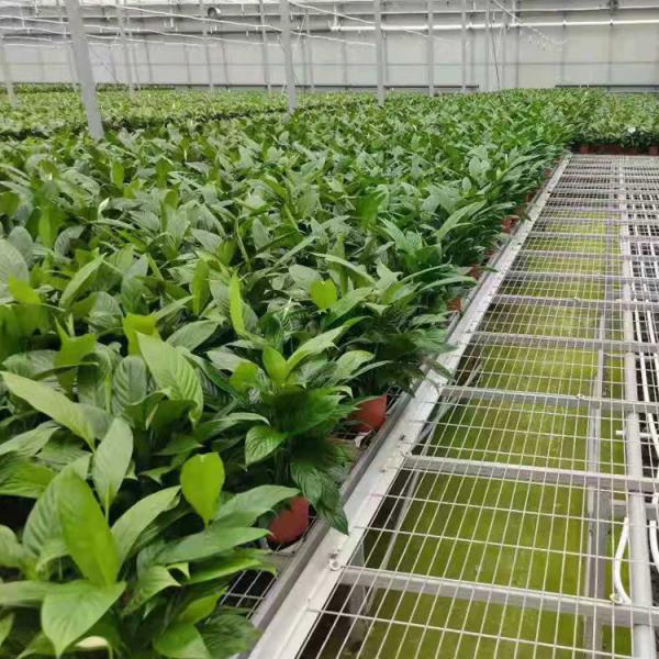 Quality Commercial Seedbed Wire Rolling Greenhouse Benches For Flowers for sale