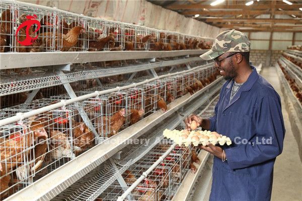 Semi Automatic Poultry Farming Cage System , 380V 1.5KW Egg Layer Cages ...