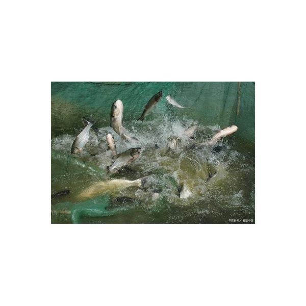 Quality safety DDC Fish Flavor 602 Nutritional Feed Additive For Wider Feed Material for sale