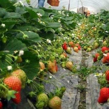 Prefabricated Tomatoes Tunnel Plastic Greenhouse / Film Multi Span Greenhouse