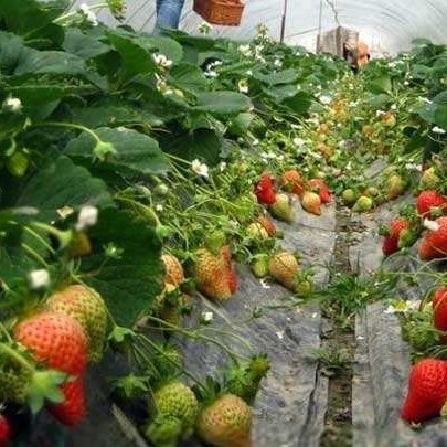 Quality Prefabricated Tomatoes Tunnel Plastic Greenhouse / Film Multi Span Greenhouse for sale
