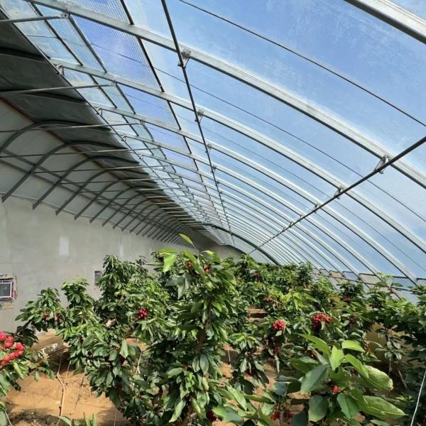 Quality 100.000kg Customization Flower Planting Drip Irrigation Vegetable Sunlight for sale