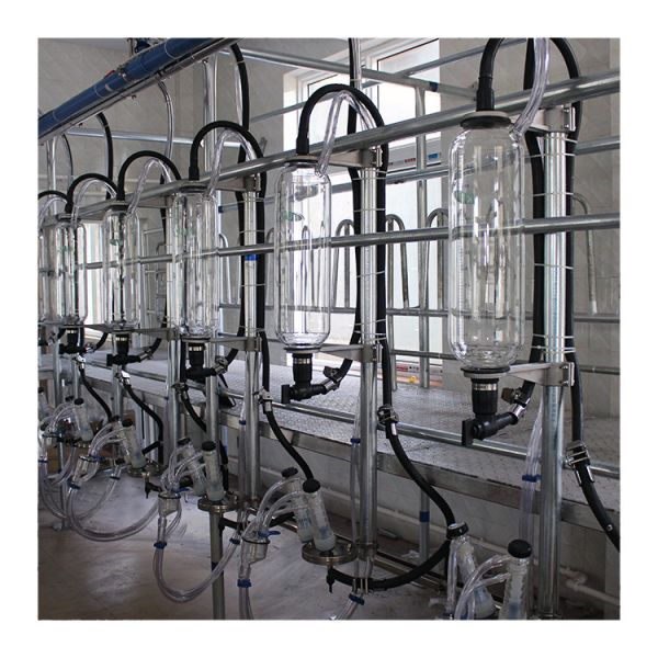 Quality Parallel Lines 20T/H Herringbone Milking Parlor Automatic Milk Machine for sale