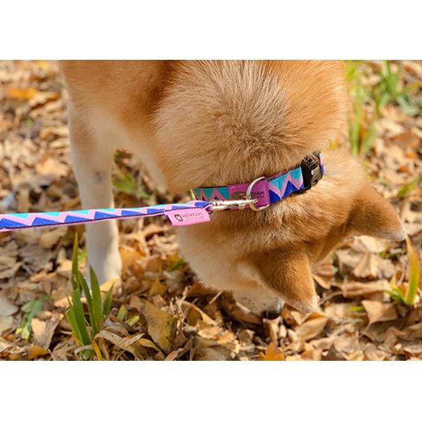Quality Adjustable Dog Walking Collars And Leashes Rainbow Girl Newborn Puppy Collar for sale