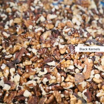 Quality Food Grade Conveyor Belts Walnut Shelling Machine 380V 2 Tons Output for sale