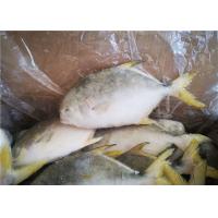 China 400G​ Frozen Pomfret Fish factory