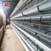 Quality Hot Sale Poultry Farm H Type Chicken Layer Cage With Full Automatic System for sale