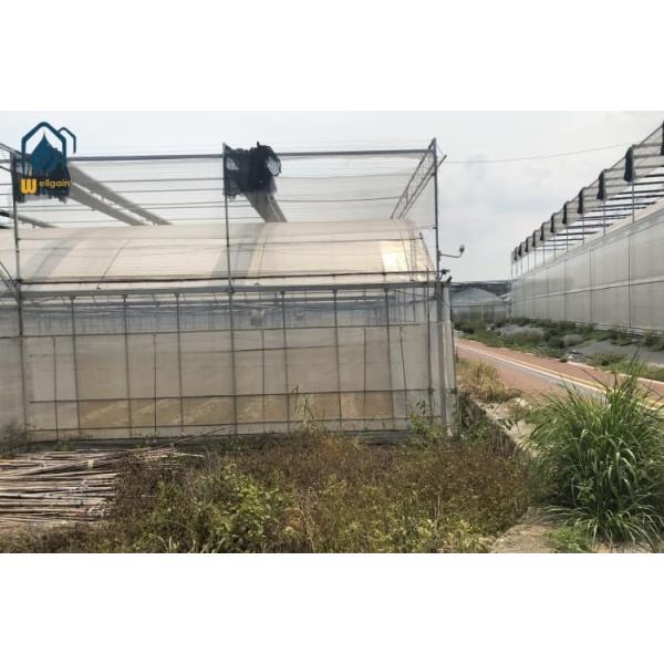 Quality Large Complete Waterproof Multi Span Greenhouse For Tomato Plant Growing for sale