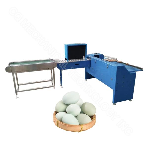 Quality 304 Stainless Steel Poultry Small Egg Grader Weight Classify Sorter Machine for sale