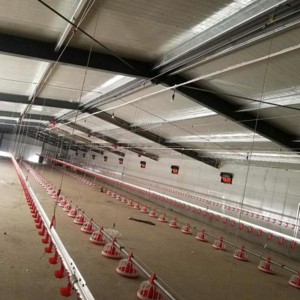 Quality Automatic Pan Feeding System Poultry Farm Equipment for sale