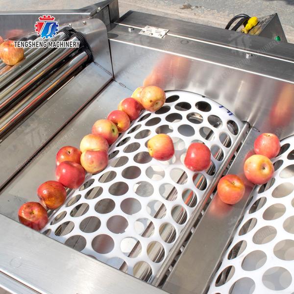 Quality Fruit Orange Vegetable Saiko persimmon lemon tangerine passion fruit avocado for sale