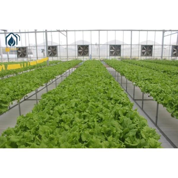 Quality UV Resistant Hydroponic Growing System Lettuce Grow NFT Hydroponic Systems for sale
