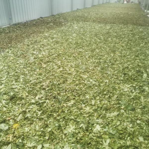 Quality Raspberry Leaf Can Lower Blood Lipid Levels, Blood Sugar Levels, and Delay Aging. It Has No Any Toxic Side Effects for sale