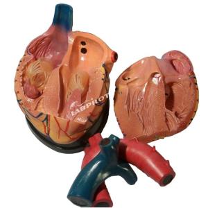 china Hospitals' Top Choice 3D Human Heart Anatomy Model for Detailed and Accurate