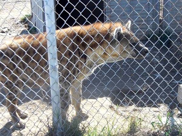 Galvanized chain link fence for zoo animals