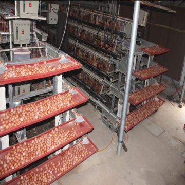 Quality 10cm Chicken Egg Collection System for sale