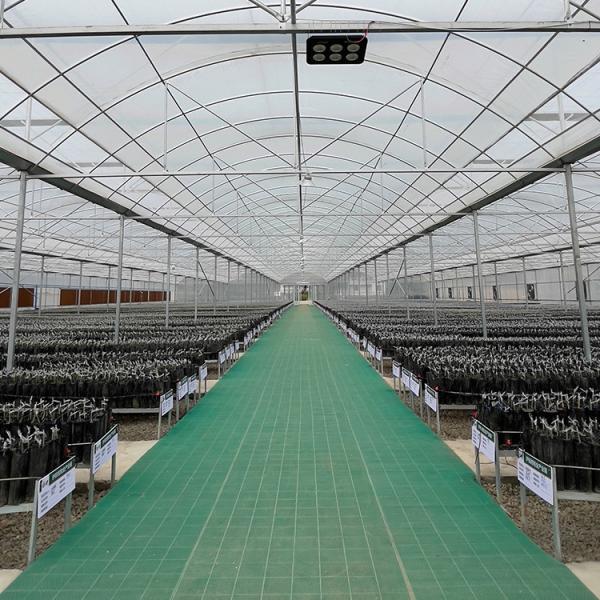 Quality Agricultural Polyethylene Foil Greenhouse Hot Galvanized Steel Structure Multi for sale