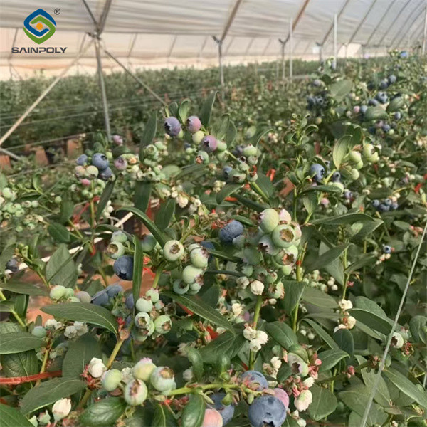Quality Galvanized Frame Strong Structure Blueberry Greenhouse Farming Single Layer for sale