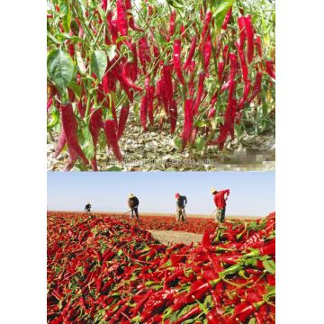 Quality FDA Sweet Pepper Paprika Stemless Dried Red Peppers Anhydrous for sale