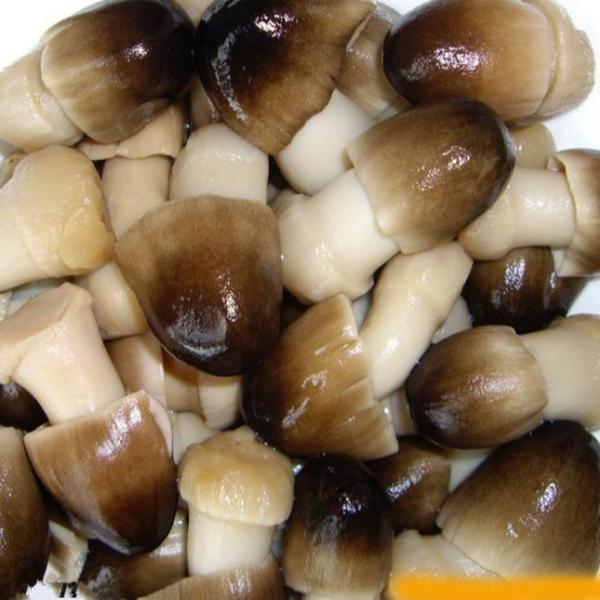 Quality Fresh Natural Raw Material Canned Fruits Vegetables 425g Farm Mushroom for sale