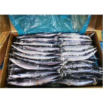 Quality 3% Moisture Saury Fish 90g 100g Fresh Frozen Seafood for sale