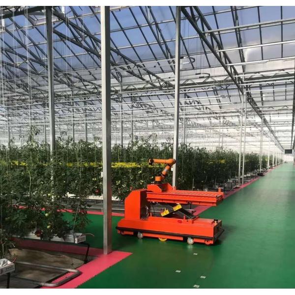 Quality Commercial Greenhouse JX-h0075 Hydroponic Growing System for Vegetable for sale