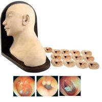 Quality Medical Science Ear Diagnostic Training Model for Clinical Nursing Skills for sale