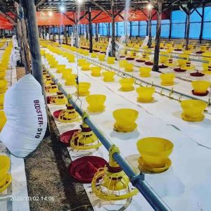 Quality Poultry Farm Automatic Chicken Drinkers And Feeders for sale
