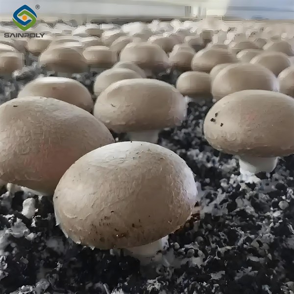 Quality Single Layer Plastic Blackout Greenhouse Mushroom Farming Greenhouse Good Ventilation for sale