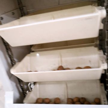 Quality 2 Tons Automatic Feeding Walnut Shelling Machine Featured Kernel Shell for sale