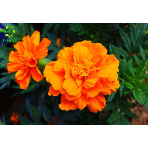 Quality Natural Pigment Xanthophyll Marigold Flower Herbal Extract Powder for sale