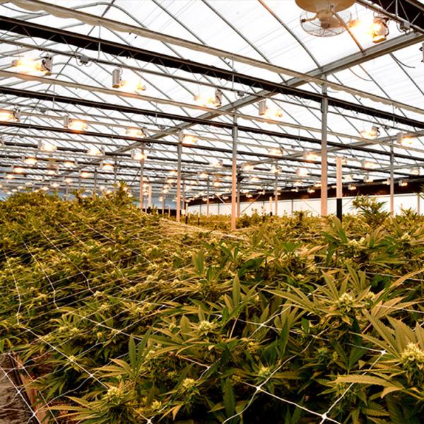 Quality Commercial Automated Blackout Greenhouse / Light Deprivation Greenhouse for sale