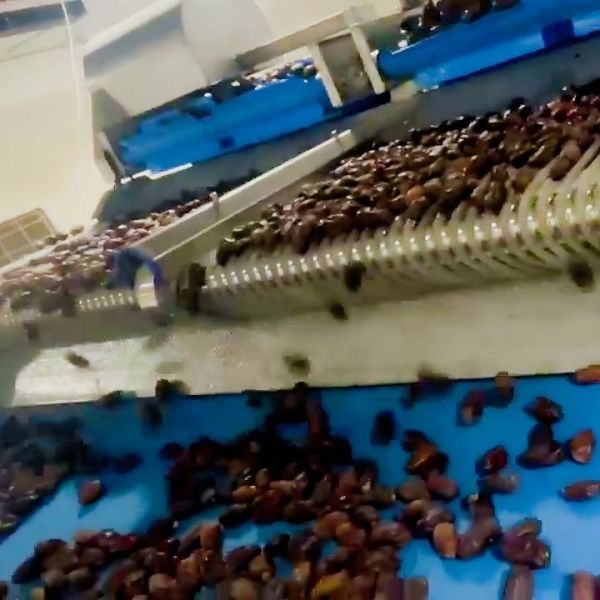 Quality Computer Control High Capacity Dates Sorting Machine 8 Lane High Precision & for sale