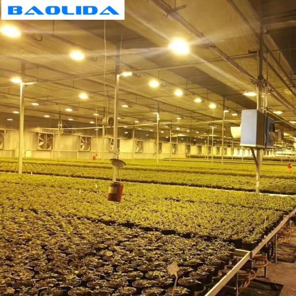 Quality Agricultural Equipment Greenhouse Bench Systems for Seedling Nursery for sale