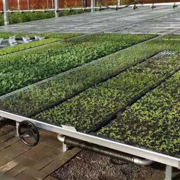 Quality Commercial Seedbed Wire Rolling Greenhouse Benches For Flowers for sale