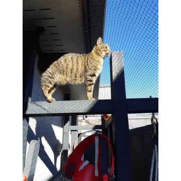Quality Customized Mesh Size 10m X 3m White Balcony Protection Knotted Netting Cat for sale
