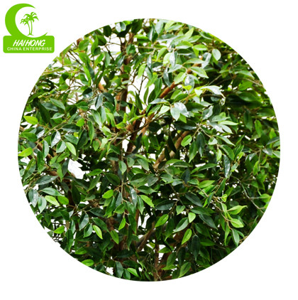 Quality No Nursing H150cm Plastic Ficus Tree , Small Artificial Tree durable for sale