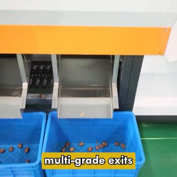 Quality Unlocking Efficiency Revolutionizing Palm Dates Sorting Machine with Cutting for sale