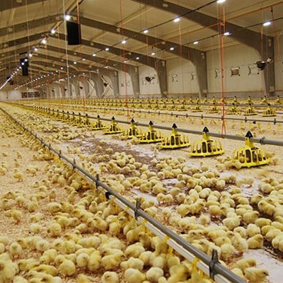 Quality Full Automatic 12 Birds PP Chicken Nipple Drinker System for sale