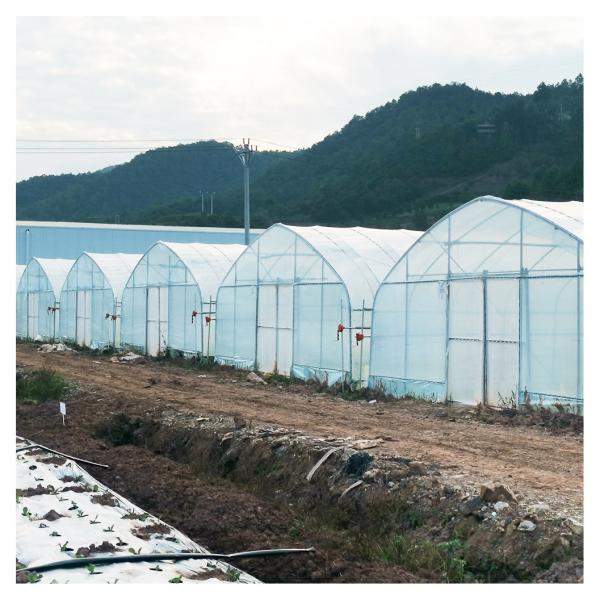 Quality Stable Structure Polyethylene Film Greenhouse / Vegetable Tomato Plant Greenhouse for sale