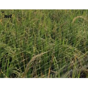 Quality Corrosion Resistant HDPE Bird Netting Transparent Agricultural Mesh Netting 10m for sale