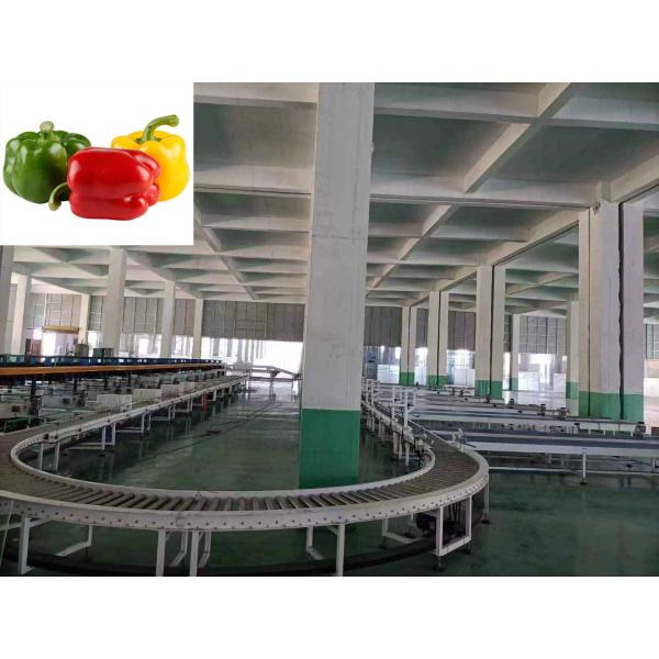 Quality Automatic 380V Vegetable Sorting Machine Bell Pepper Grading Equipment for sale