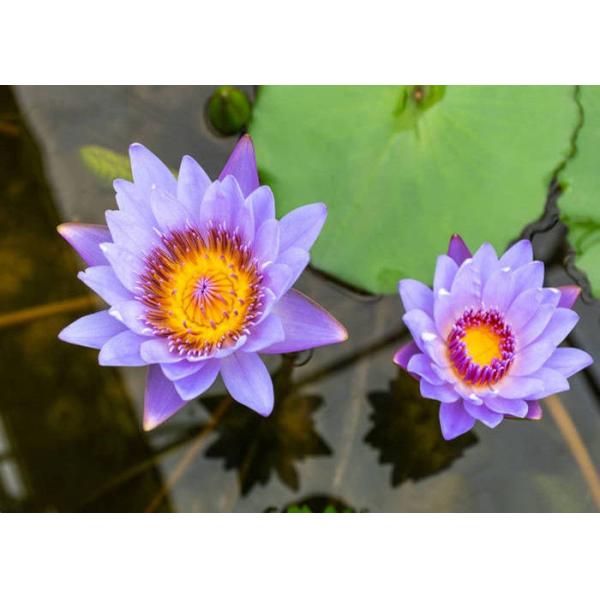 Quality Nymphaea Caerulea Flower Powder Blue Lotus Organic Herbal Extracts for sale