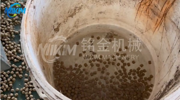 Buoyancy test of finished pellets from the dry-type floating fish feed machine.