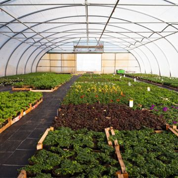 Quality 150 micro PE Film Greenhouse Ebb And Flow Rolling Bench Seedbed Greenhouse With for sale